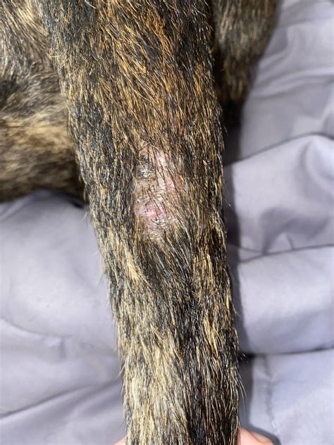 Weird Lump On Tail More Info In Comments Rdogadvice