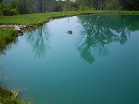 Pond Water Exit