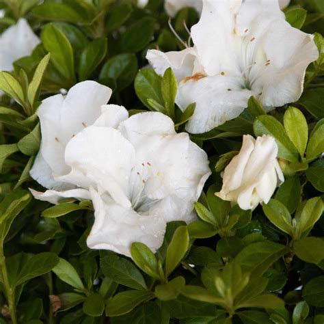 Autumn Angel Encore Azalea Shop Online Plants By Mail