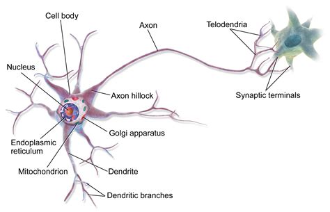 Neuron Cell Diagram With Labels