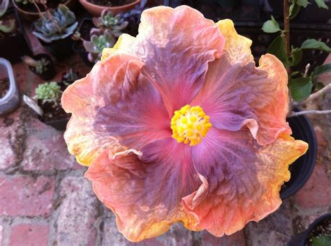 15 Multi Colored Hibiscus Ideas Hibiscus Tropical Flowers