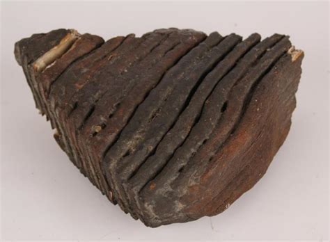 Lot Large Fossilized Mammoth Tooth