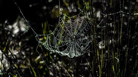 Wallpaper Web Grass Bokeh Macro Hd Picture Image