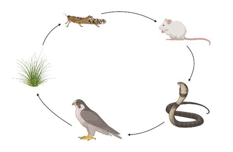 Food Chain Definition Types Parts Examples Biology Notes Online
