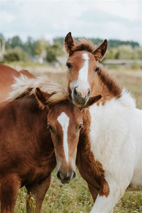 Wallpaper Two Horses Wild Horses In Dominance Conflict Pryor Mountain