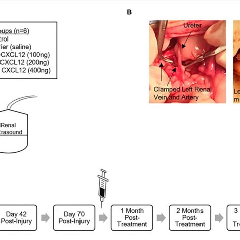 A Schematic Of Pre Clinical Study Design And Timeline Using 5