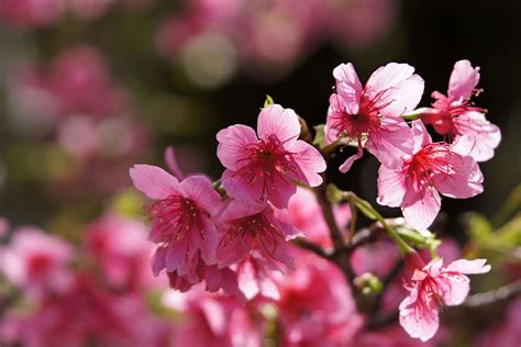 Gambar Bunga Sakura Yang Cantik Untuk Referensi Wallpaper Varia Id