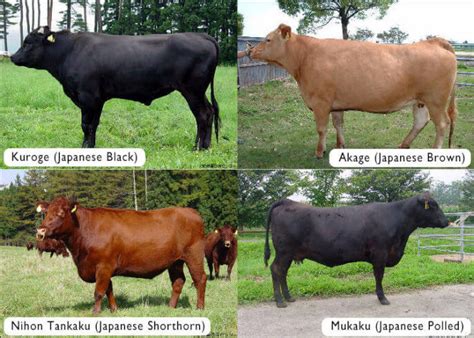 What Is Wagyu Beef Exactly Bbq Champs Academy