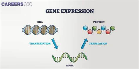 Nucleus Definition Types Examples Diagram Questions