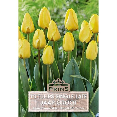 ‘jaap Groot Single Late Yellow Tulips 10 Bulbs