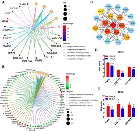Comprehensive Transcriptomic Analysis And Experimental Validation Iden