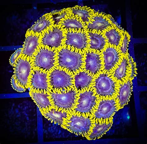 Wysiwyg Evil Mels Green Skirt Zoanthids Large Frag 08b3 Goat Corals
