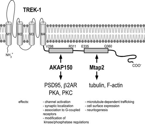 Mtap2 And Akap150 Place Trek 1 At The Center Of Protein Networks That