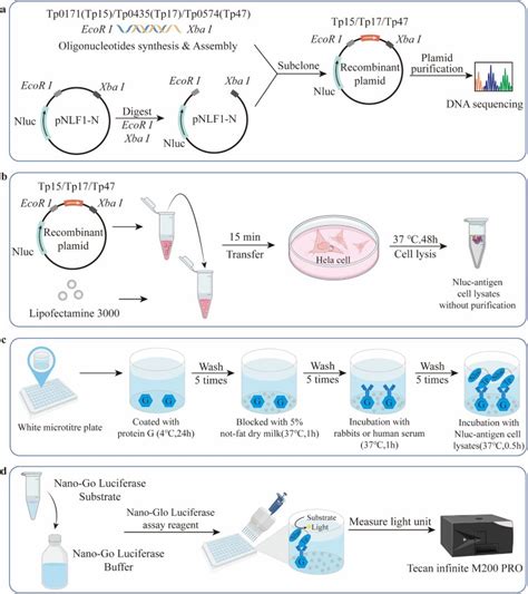Evaluating The Clinical Utility Of Semi Quantitative Luciferase