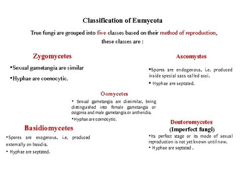 Classification Of Eumycota True Fungi Are Grouped Into