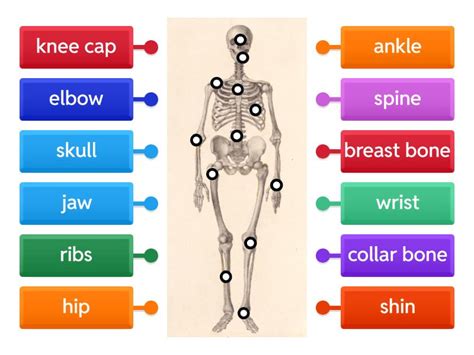 Labelling The Skeleton Labelled Diagram