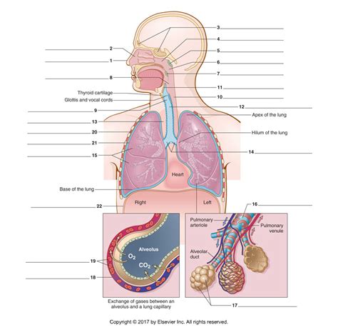 Respiratory System Labeling Diagram Quizlet Respiratory System Labeling Diagram Quizlet