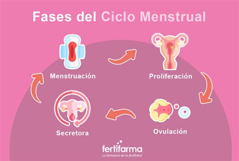 Días Fértiles E Infértiles De Una Mujer