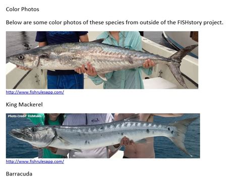 King Mackerel Vs Mackerel