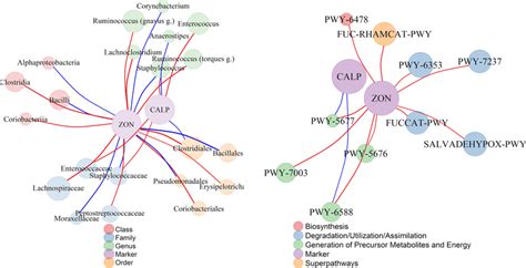 Significant Repeated Measures Correlations Of Zonulin And Calprotectin Download Scientific