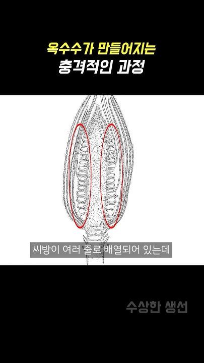 옥수수는 어떻게 만들어질까 Youtube