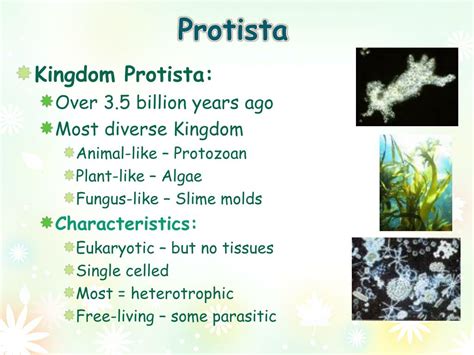 Ppt Unit 10 Classification And Taxonomy Protista And Fungi Notes 3