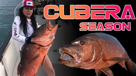 All About Cubera Snappers Tag Cabo Sportfishing