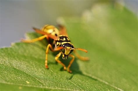 How To Keep Wasps Away 6 Simple Tips Deal With Pests
