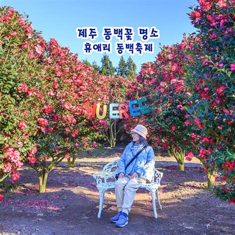 겨울 제주 동백꽃 명소 휴애리 동백축제 1월 2월 제주도 여행 네이버 블로그