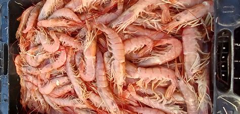 Autorizan La Pesca Comercial De Langostino En La Subárea 4 Tras