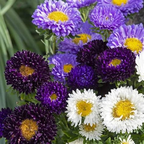 Blue Aster Flower Bouquet
