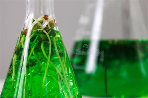 Research And Biotech Science Scientists Are Developing Research On Algae Bio Energy Biofuel