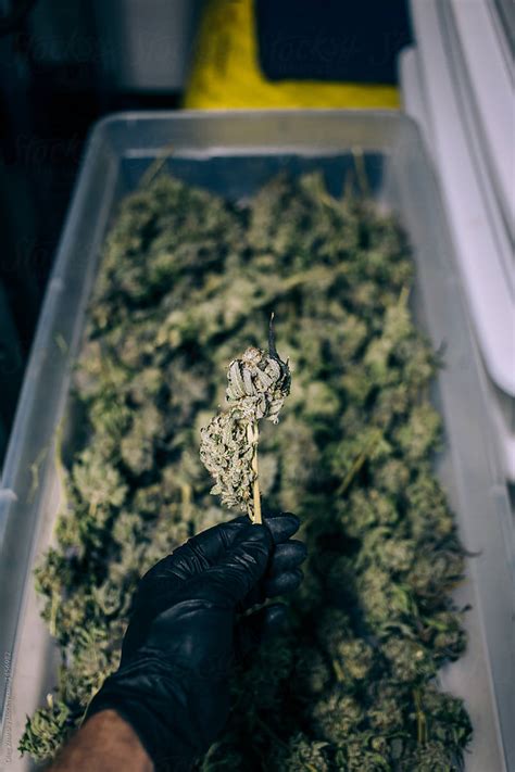 Cannabis Processing By Stocksy Contributor Oleg Zharsky Stocksy