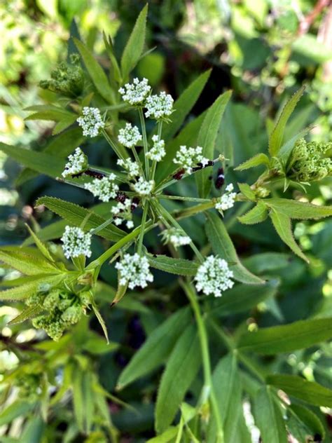 Water Parsnip Seeds Joyful Butterfly