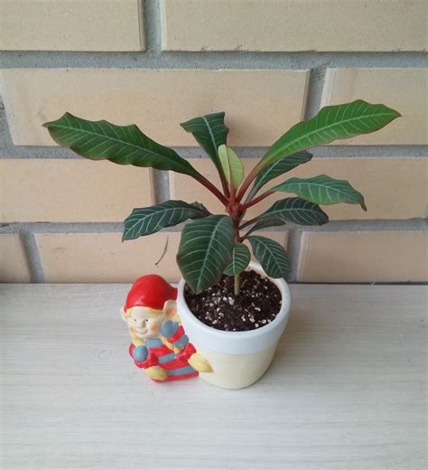 9 опасных растений которые нельзя держать в квартире