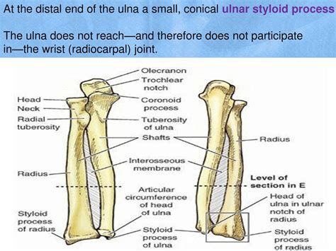 Joints Of The Upper Limb Ppt Download