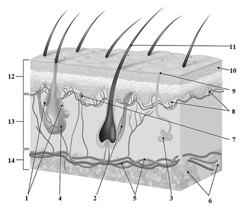 Задание №8690 Установите соответствие между характеристиками и структурами обозначенными на