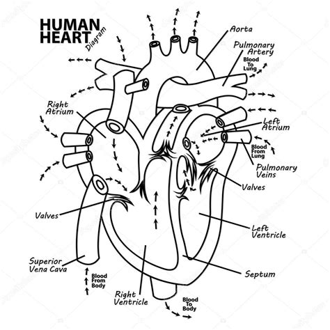 Diagrama Del Corazón Humano Para Niños Dibujo Anatomia Corazon