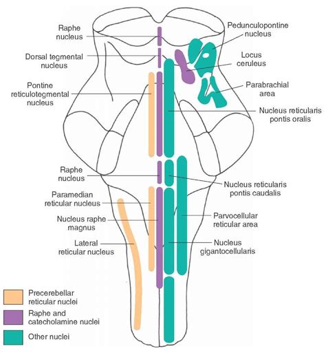 Bookbrain Stem Nuclei The Central Nervous System · Anatomy And Physiology 4 More Scenarios