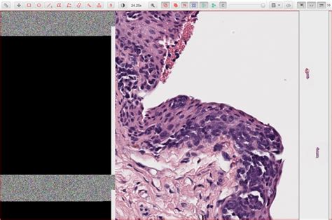 Black Boxes Appearing While Exporting Annotated Parts Of Images From Qupath Usage And Issues
