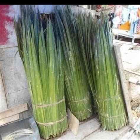 Jual Daun Nipah Daun Dahon Daun Rumbia Bahan Kerajinan Shopee