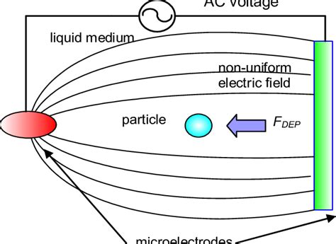 Illustration Of Dielectrophoretic Manipulation Download Scientific Diagram