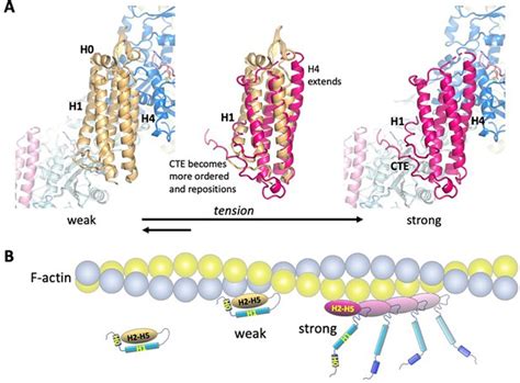 Figures And Data In Structural Basis Of αe Catenin F Actin Catch Bond