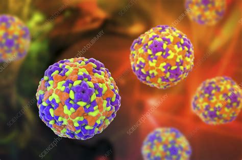 Enteroviruses Illustration Stock Image F045 6415 Science Photo Library