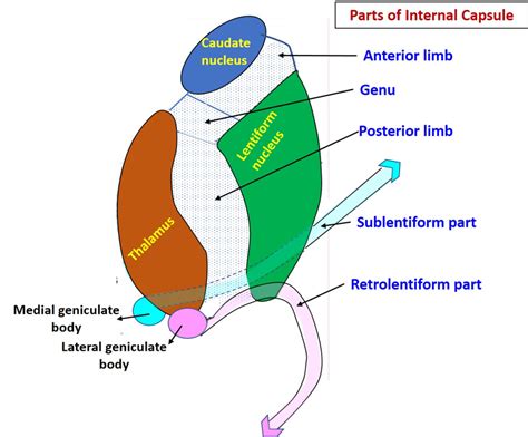 Internal Capsule Anatomy Qa