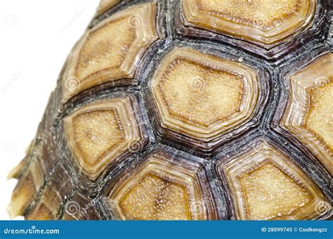 Turtle Carapace Background Shell Texture Royalty Free Stock Image