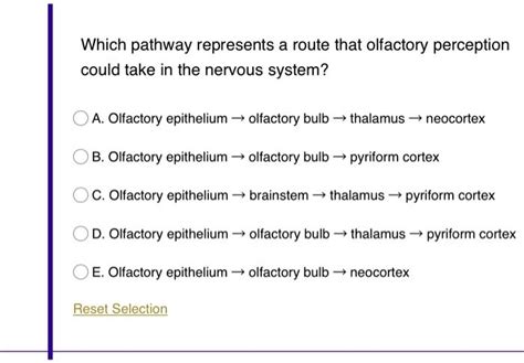 Solved Which Pathway Represents A Route That Olfactory Perception Could Take In The Nervous