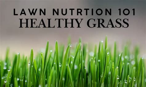 Lawn Nutrition 101 Essential Nutrients For Healthy Grass Pestrol Australia