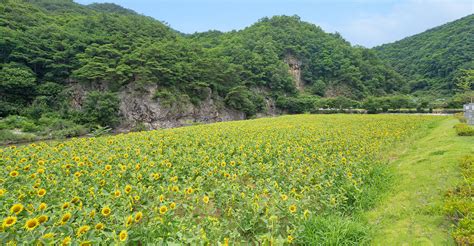 해바라기 정원 루엘라
