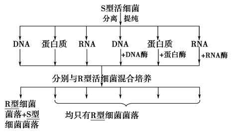 艾弗里的肺炎链球菌转化实验 1 方法： 。 2 实验过程及现象 3 实验分析艾弗里的实验表明， 和 降解后与降解前，r型细菌转化为s型细菌的 百度教育